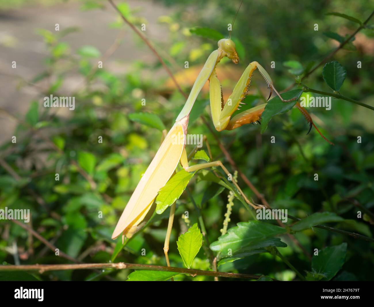 Praying Mantises are an order (Mantodea) of insects that contains over ...