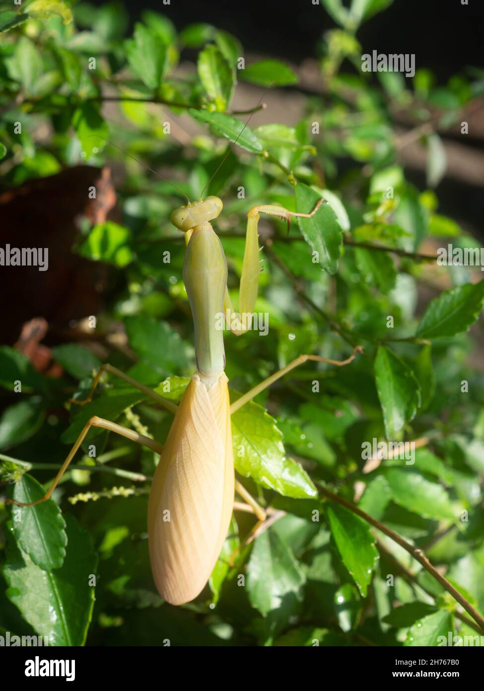 Praying Mantises are an order (Mantodea) of insects that contains over ...