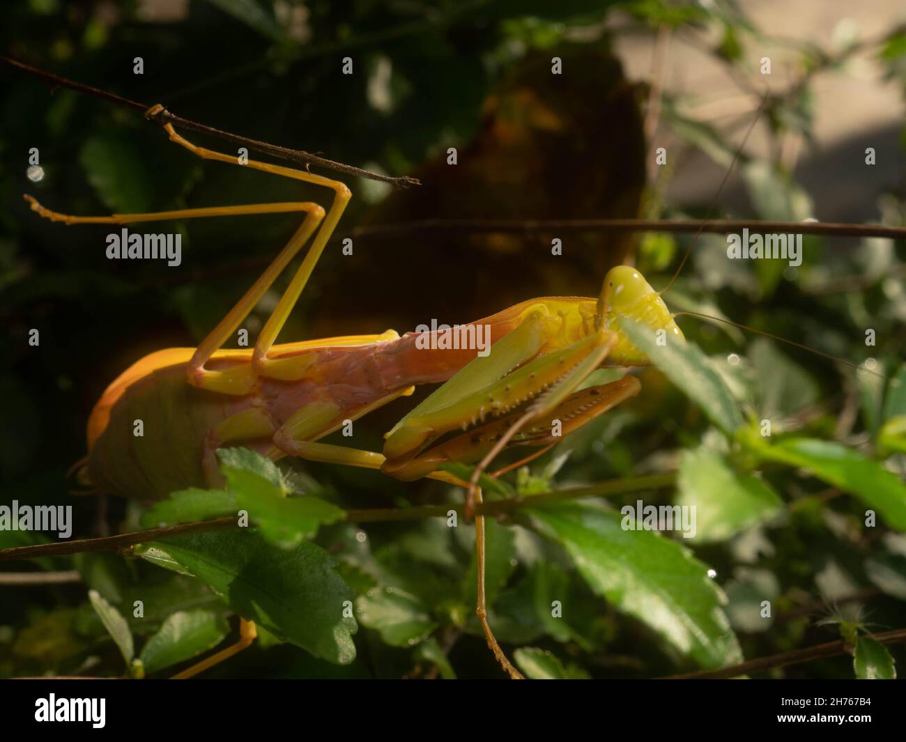 Praying Mantises are an order (Mantodea) of insects that contains over ...