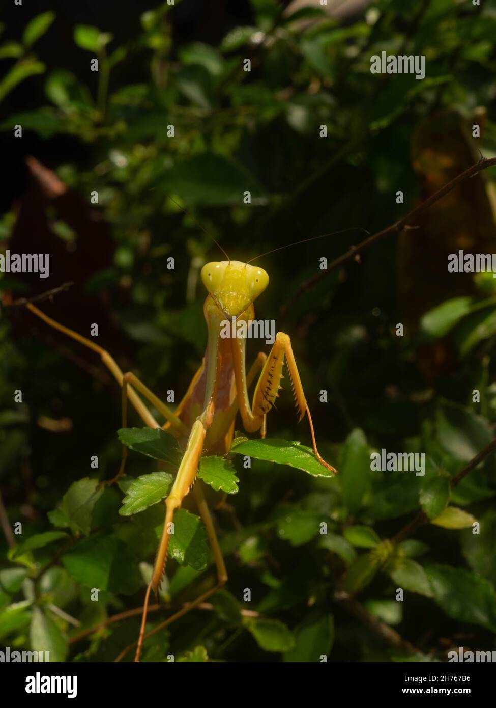 Praying Mantises are an order (Mantodea) of insects that contains over ...