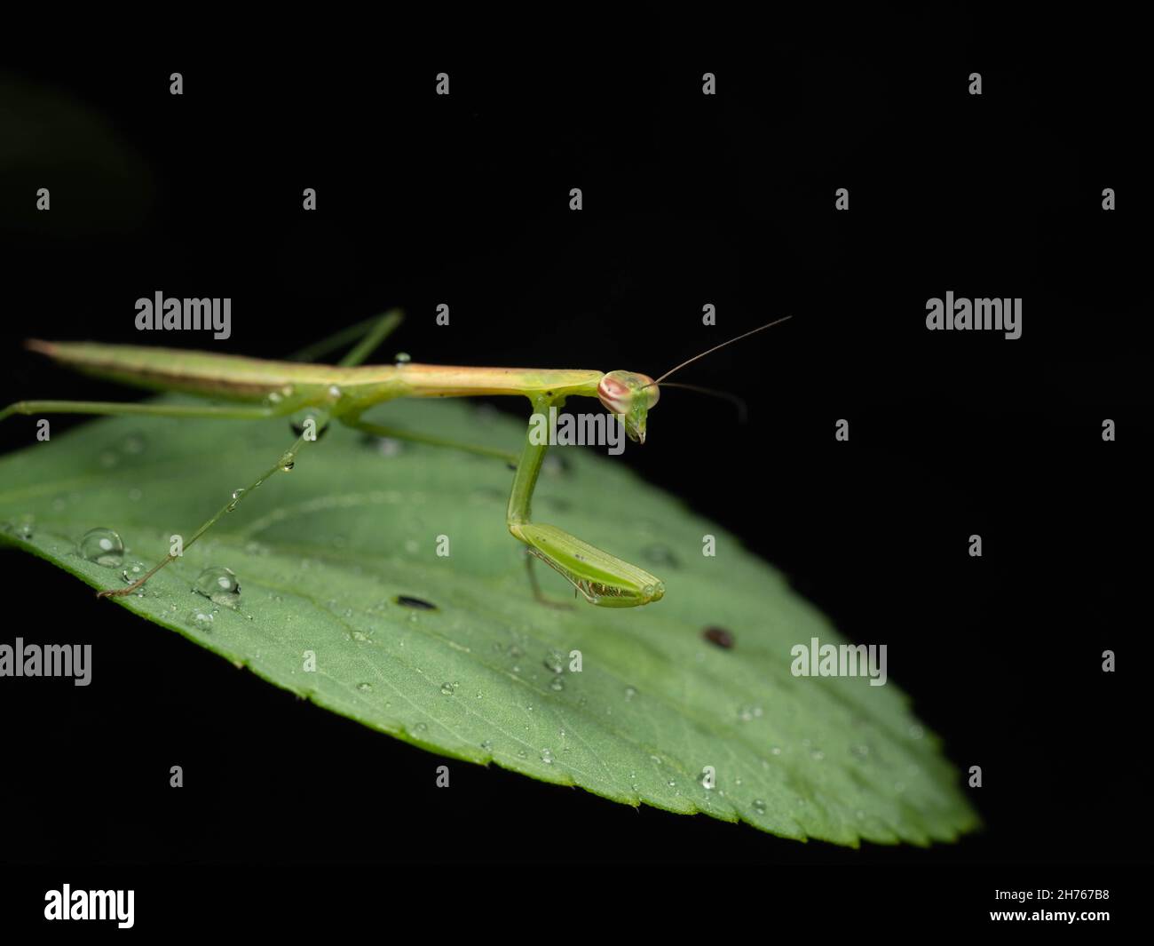 Praying Mantises are an order (Mantodea) of insects that contains over ...