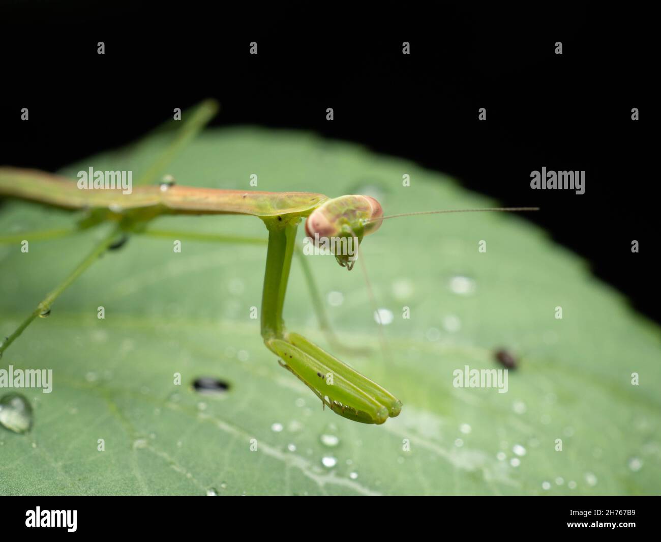Praying Mantises are an order (Mantodea) of insects that contains over ...