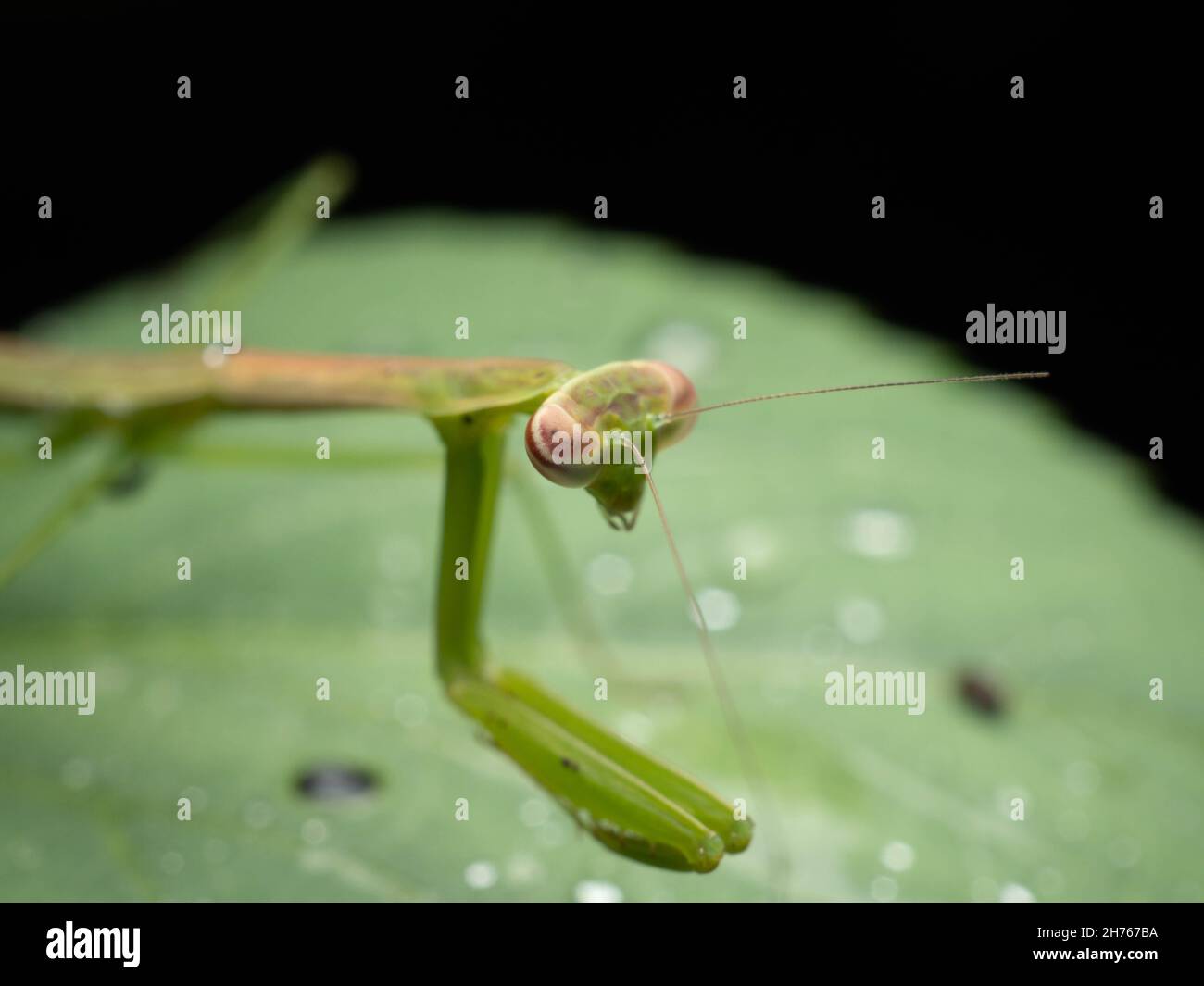 Praying Mantises are an order (Mantodea) of insects that contains over ...