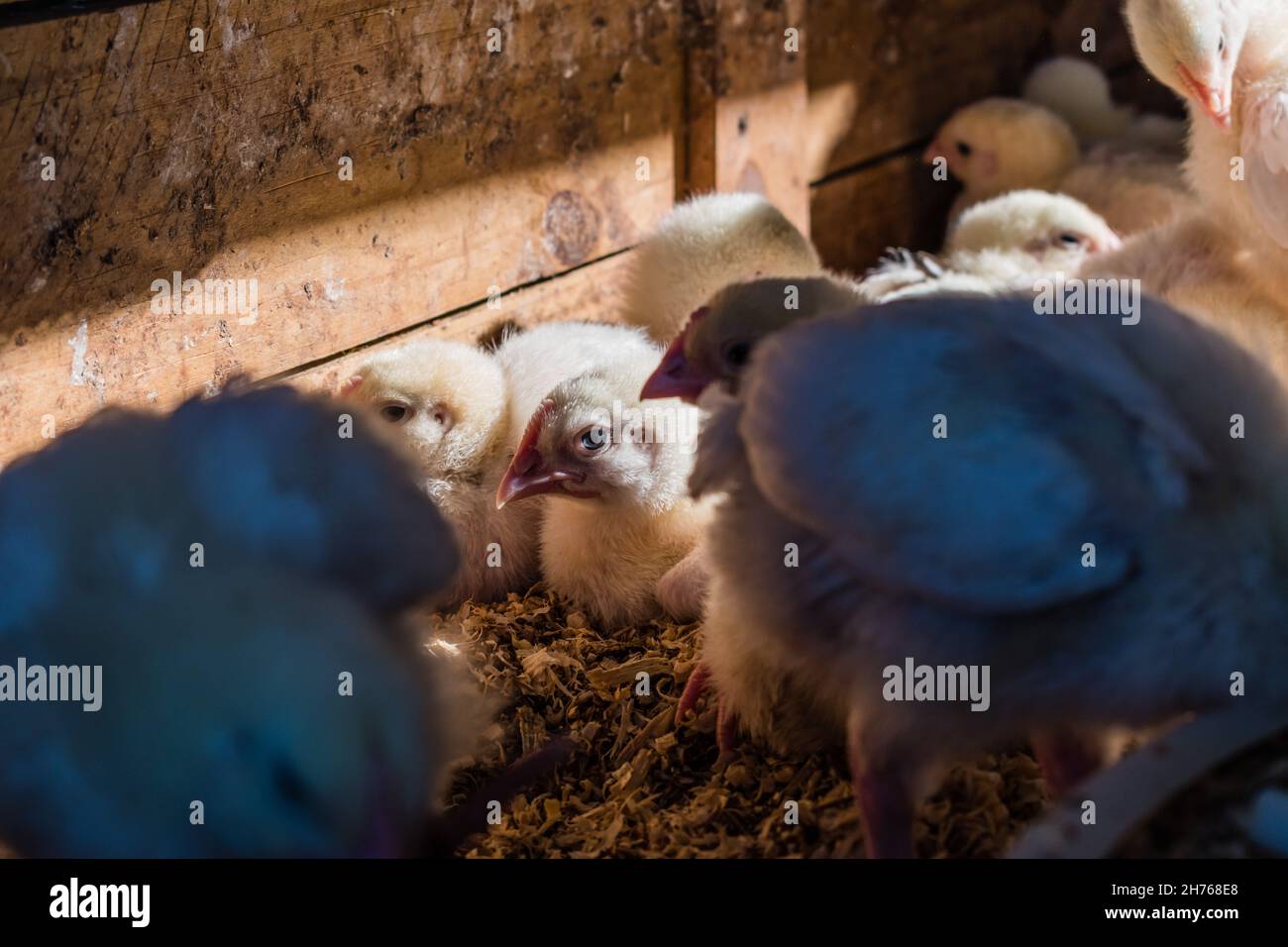 Chicken in a wooden box in a farm Stock Photo - Alamy