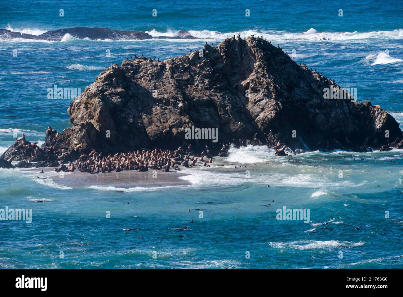 Shell colony hi-res stock photography and images - Alamy
