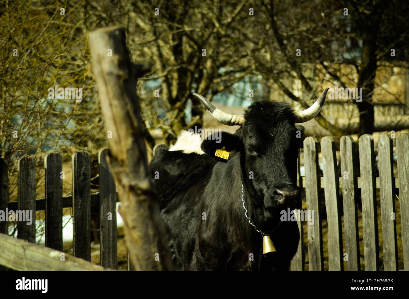 Black ring on neck hi-res stock photography and images - Alamy