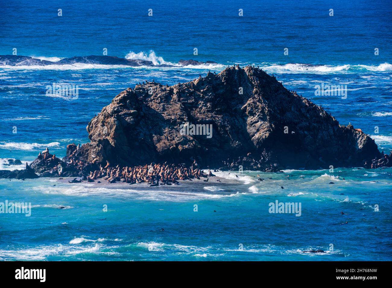Shell colony hi-res stock photography and images - Alamy