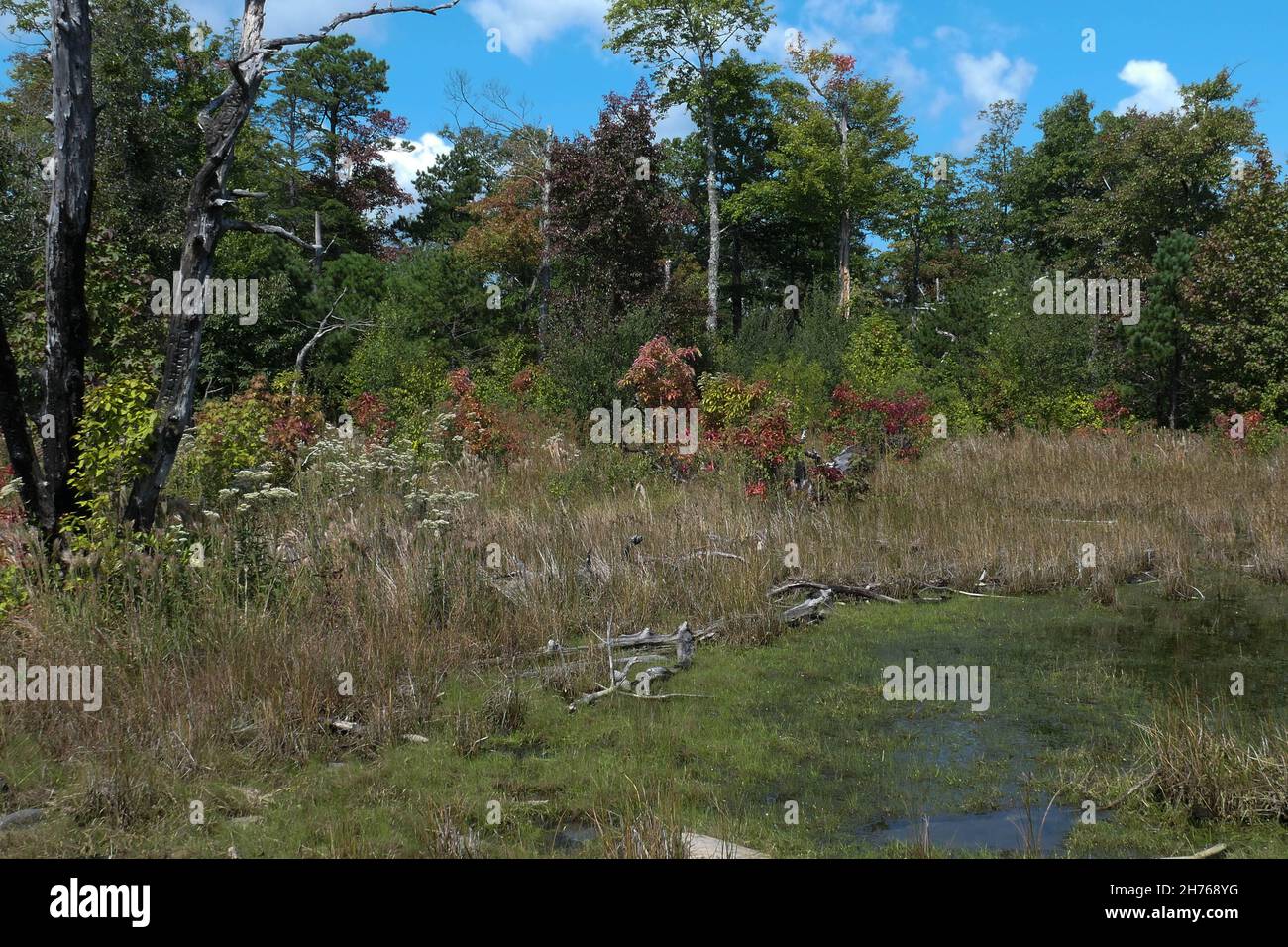 Swamp land hi-res stock photography and images - Alamy