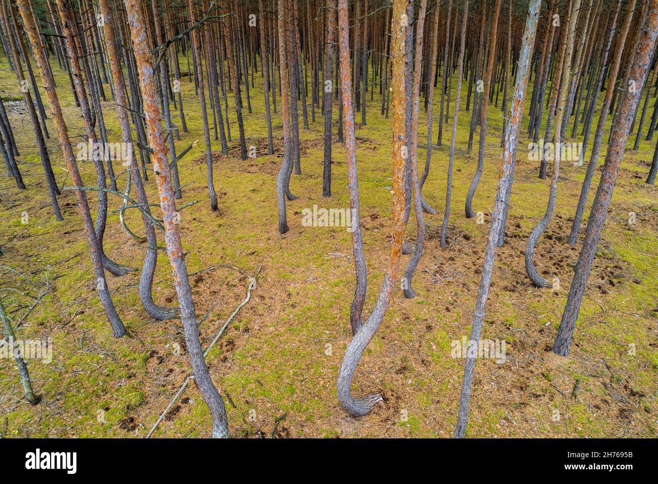 Crooked forest hi-res stock photography and images - Alamy