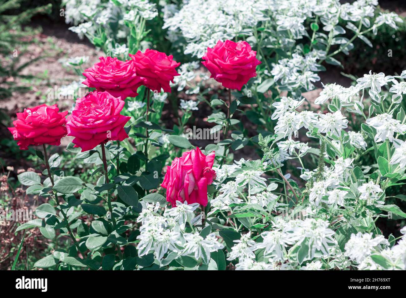 Country roses garden . Red flowers growing in the garden Stock Photo ...