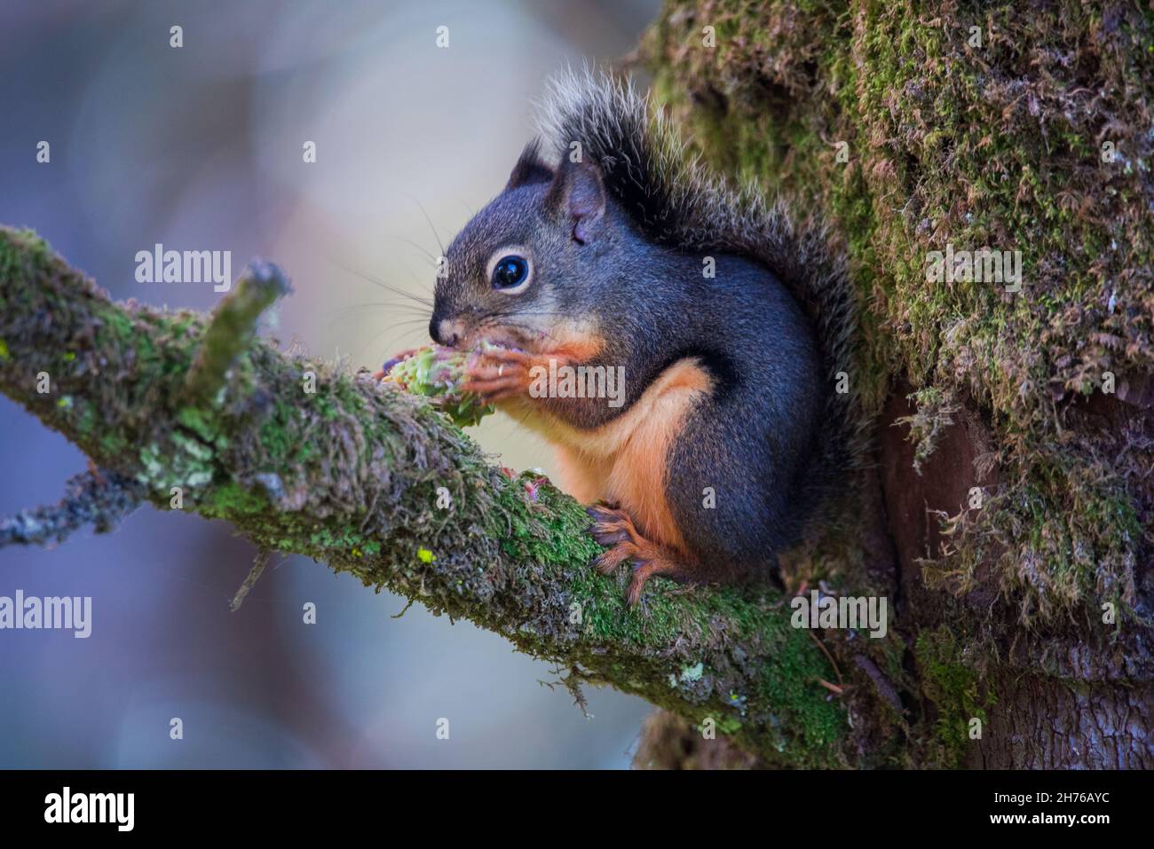 Douglas Squirrel on a pine tree branch Stock Photo - Alamy