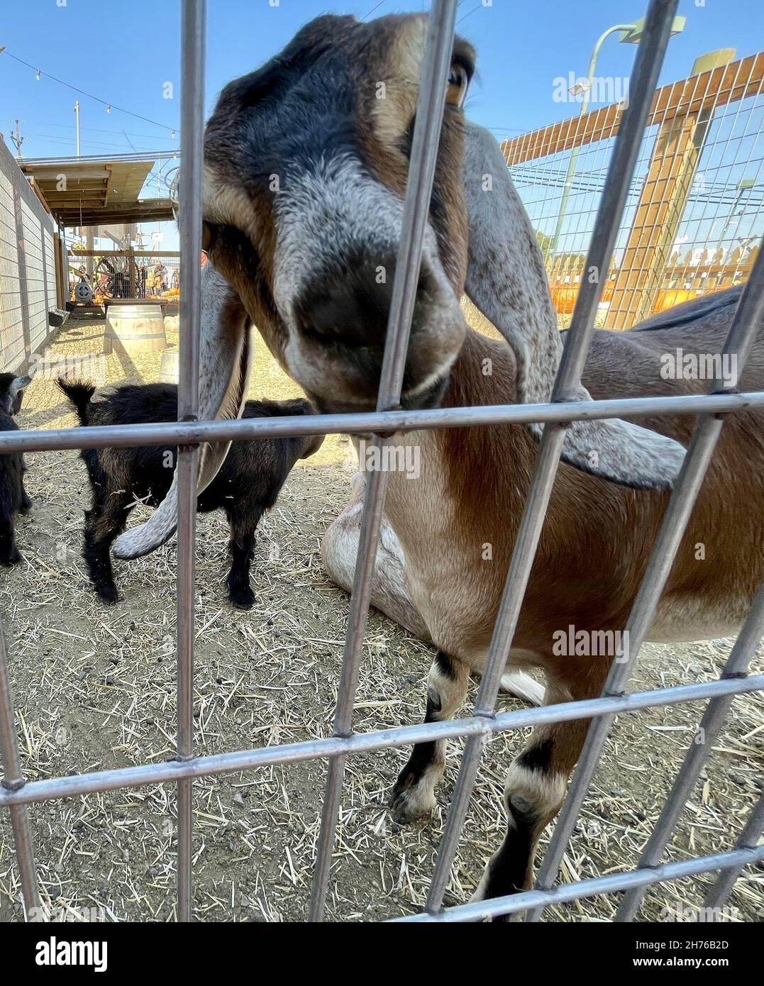 A vertical shot of a Nubian farm goat looking through a gate Stock ...
