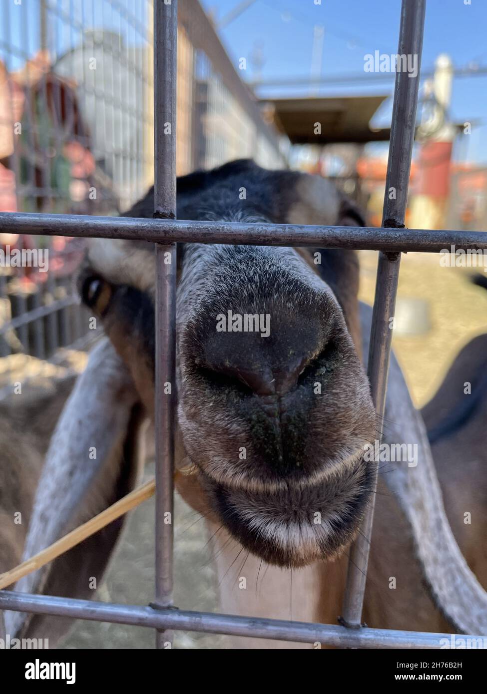 A closeup shot of a Nubian farm goat looking through a gate Stock Photo ...