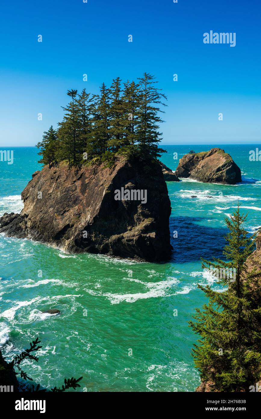 Pine trees near coast hi-res stock photography and images - Alamy
