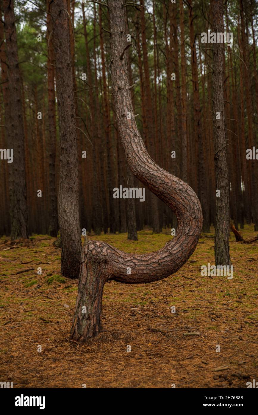 Crooked trees in crooked forest located in Poland Stock Photo - Alamy