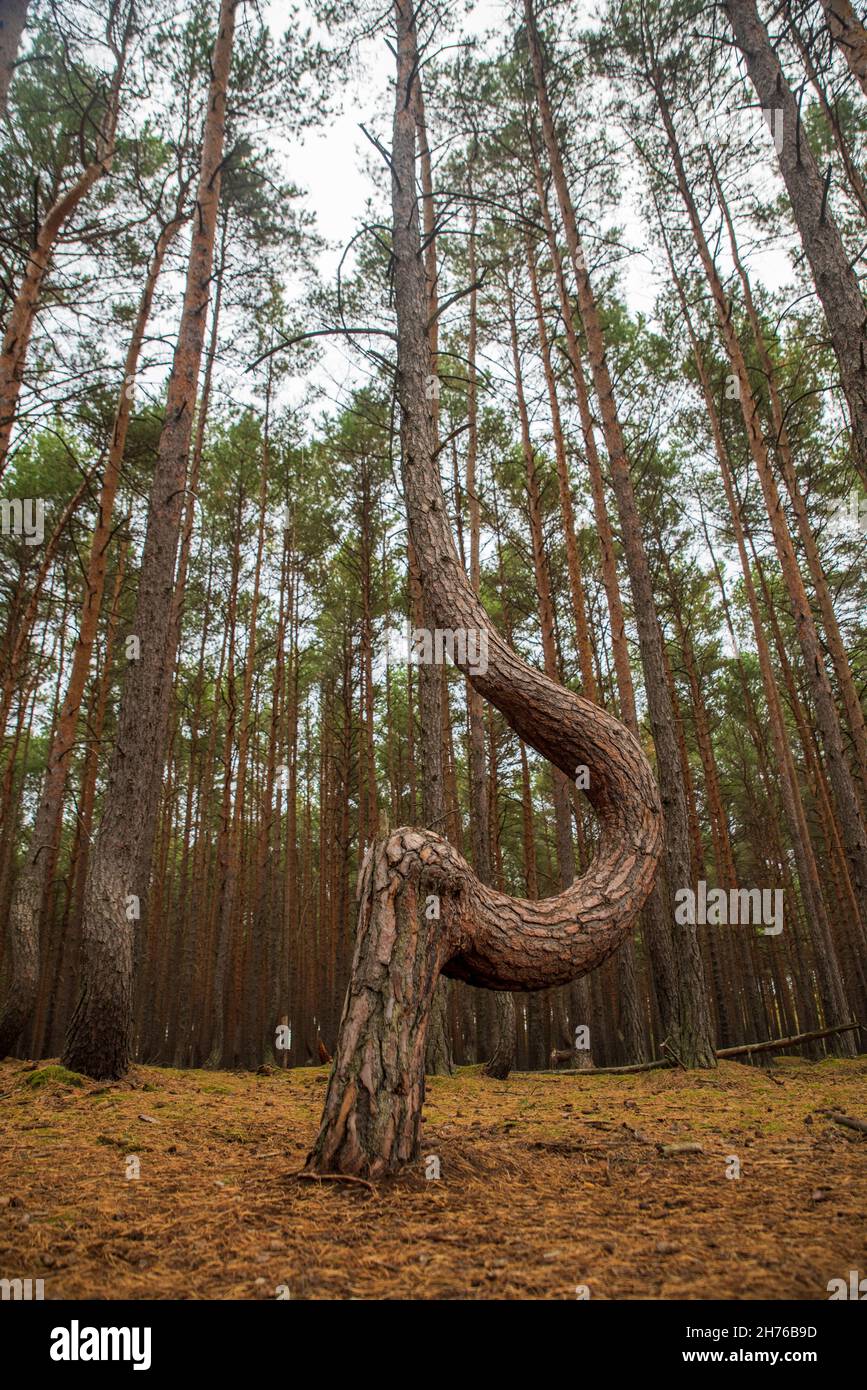 Crooked forest hi-res stock photography and images - Alamy