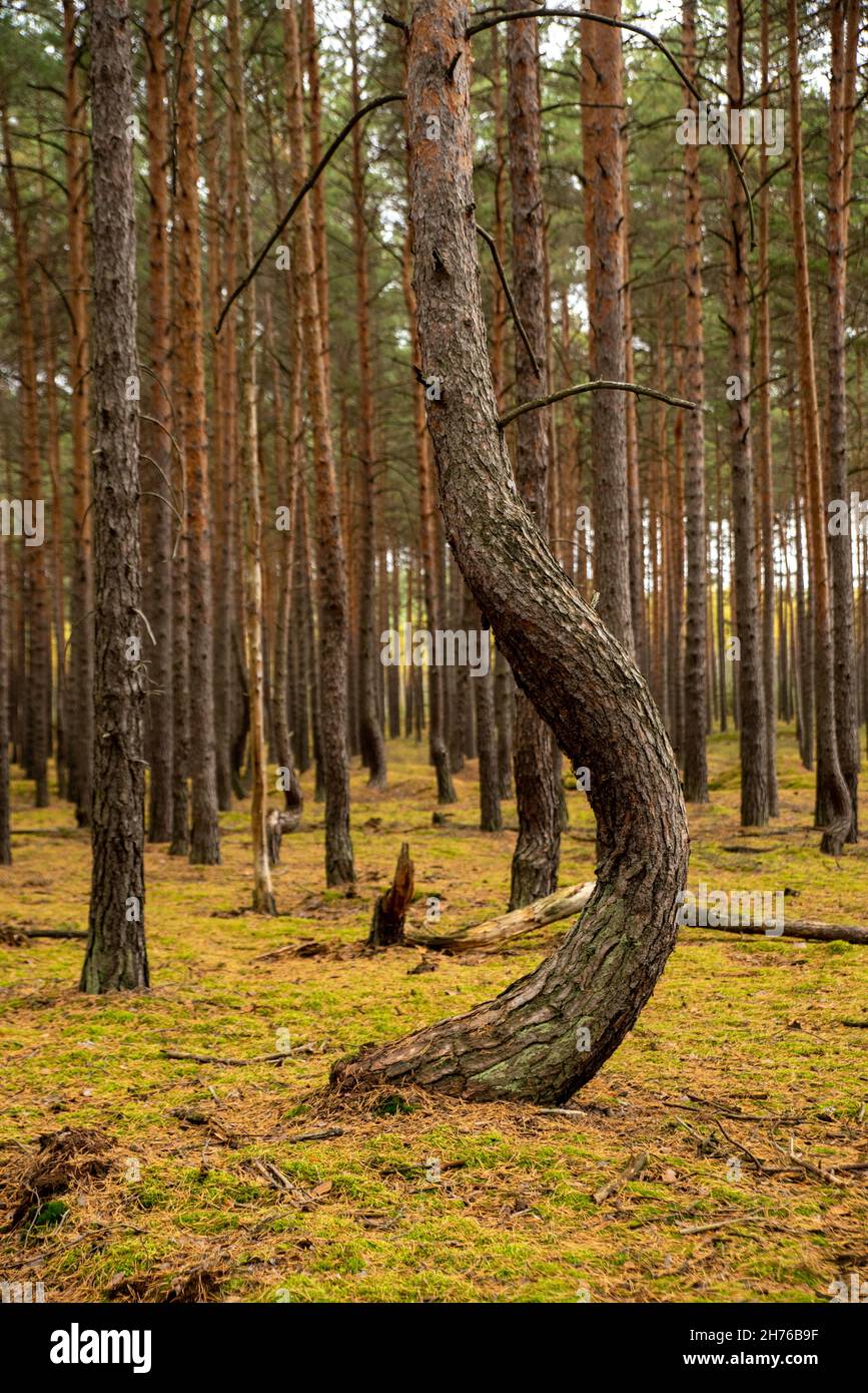 Crooked trees in crooked forest located in Poland Stock Photo - Alamy