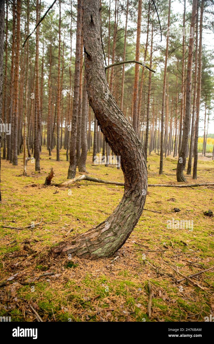 Crooked trees in crooked forest located in Poland Stock Photo - Alamy