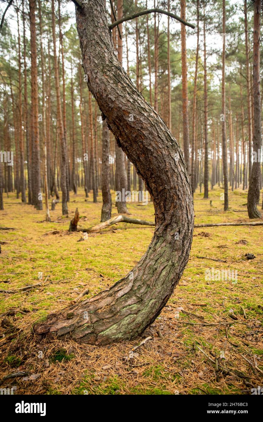 Crooked forest hi-res stock photography and images - Alamy