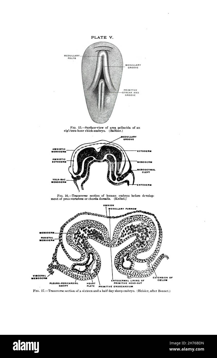A grayscale illustration of a 19th- century human anatomy textbook ...