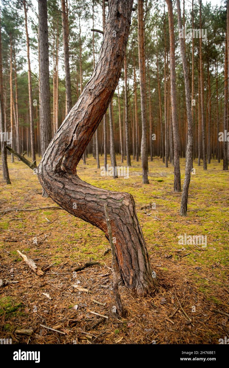 Crooked forest hi-res stock photography and images - Alamy