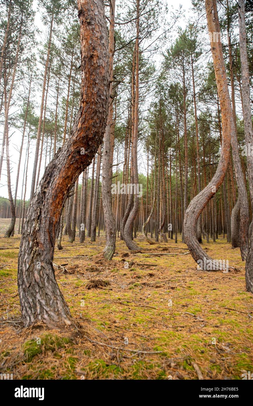 Crooked trees in crooked forest located in Poland Stock Photo - Alamy