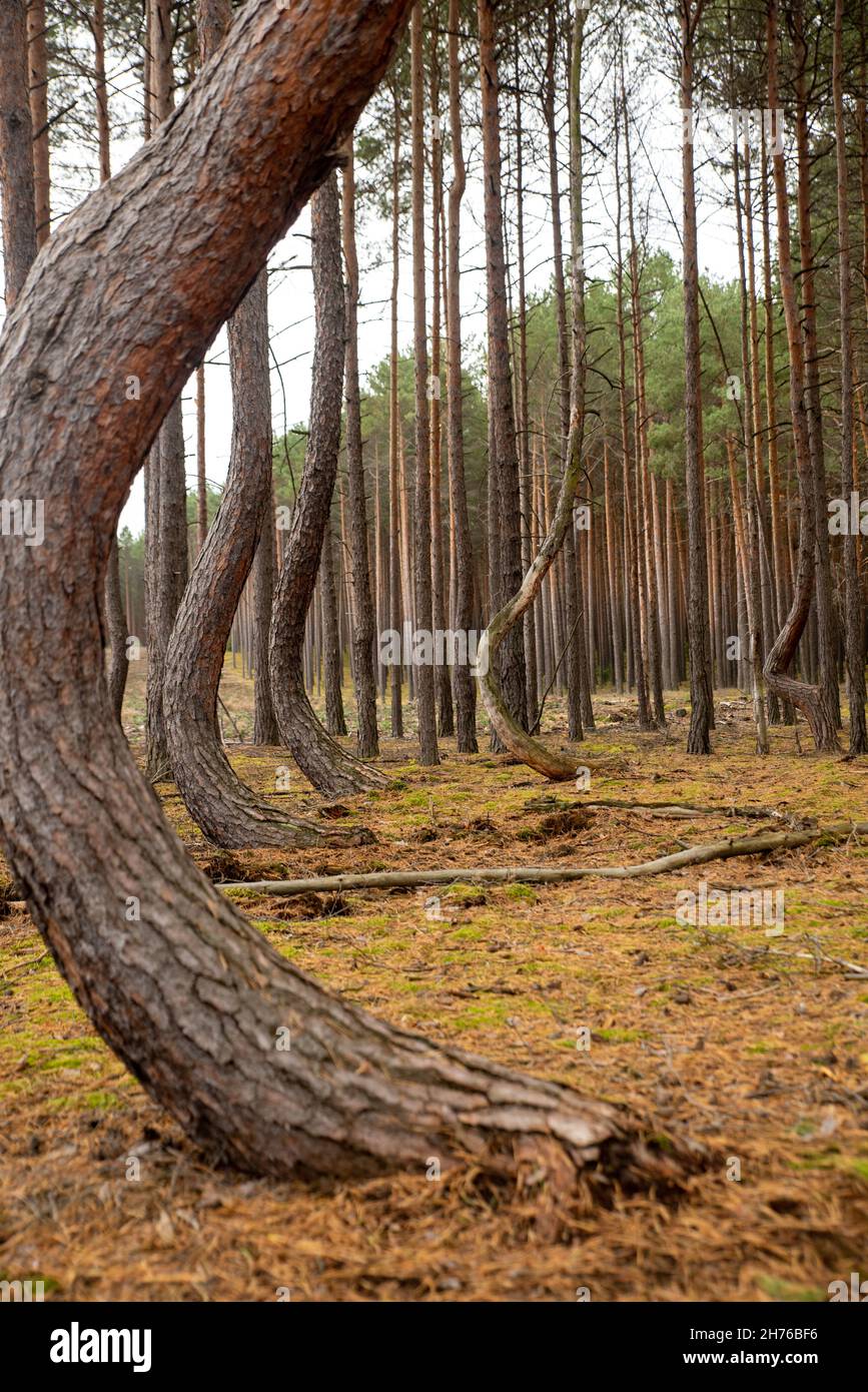 Crooked trees in crooked forest located in Poland Stock Photo - Alamy