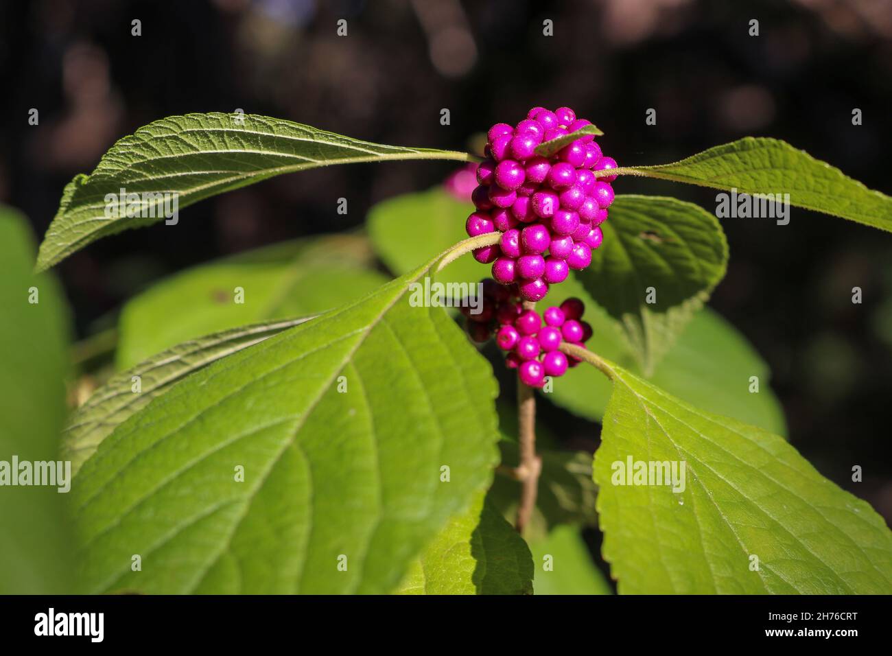 Closeup photo of Callicarpa Americana the American Beauty Berry in ...