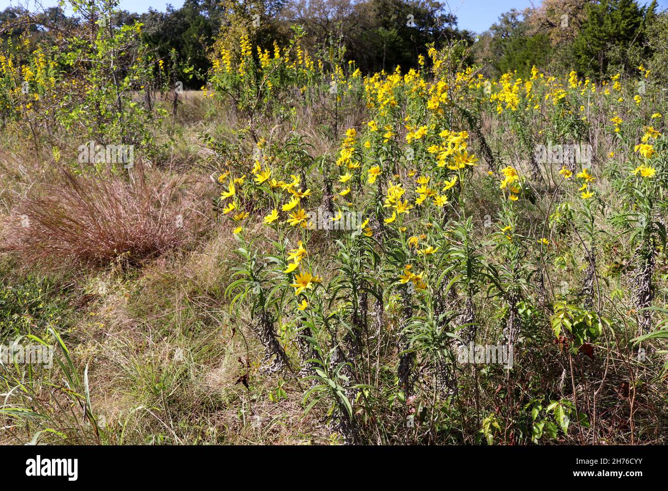 A field of yellow flowers bloom along a walking path in Austin Texas ...