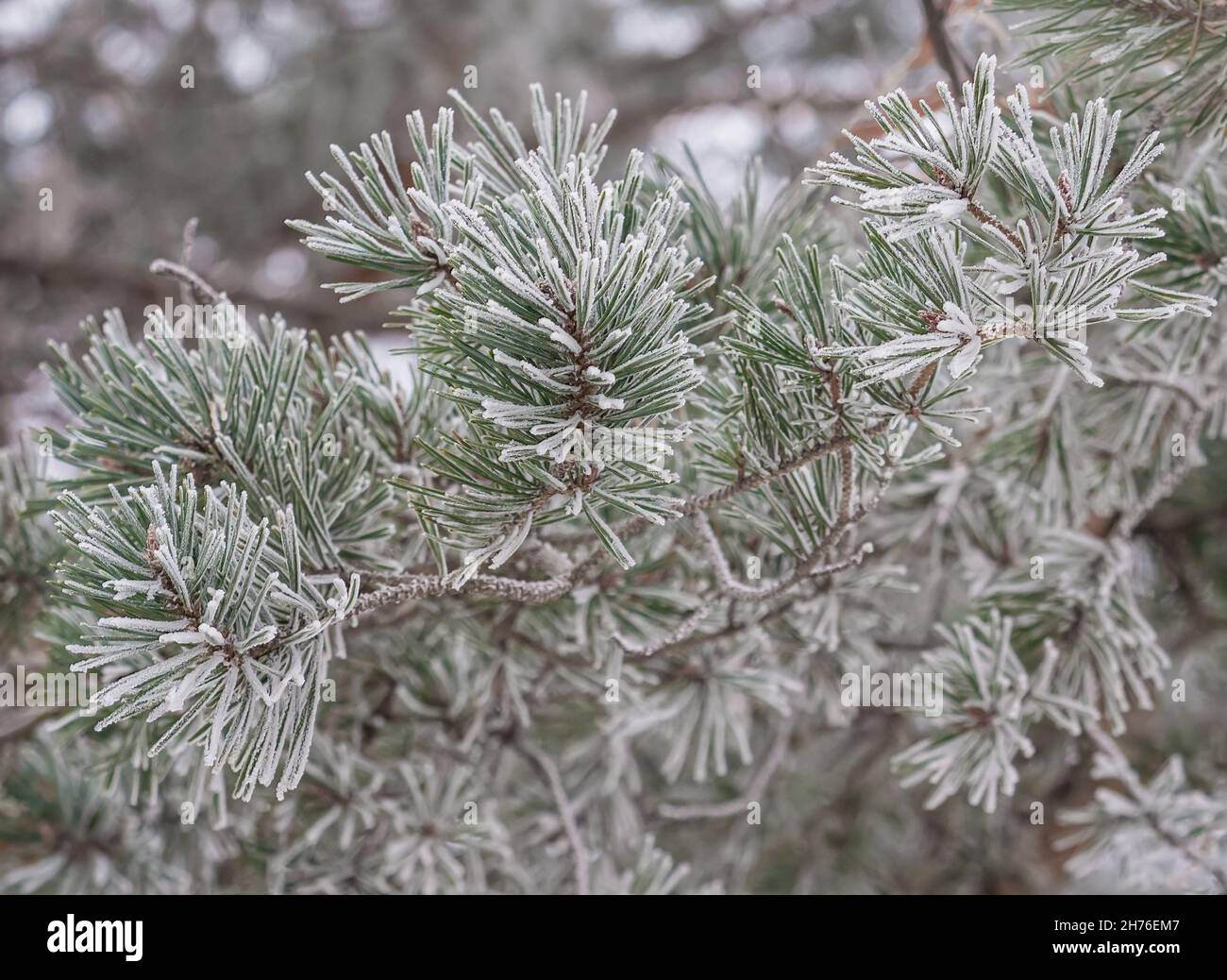 White pine boughs hi-res stock photography and images - Alamy