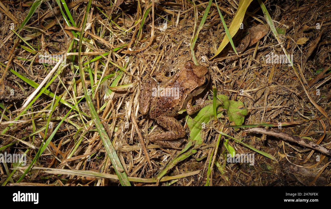 Maud island frog hi-res stock photography and images - Alamy