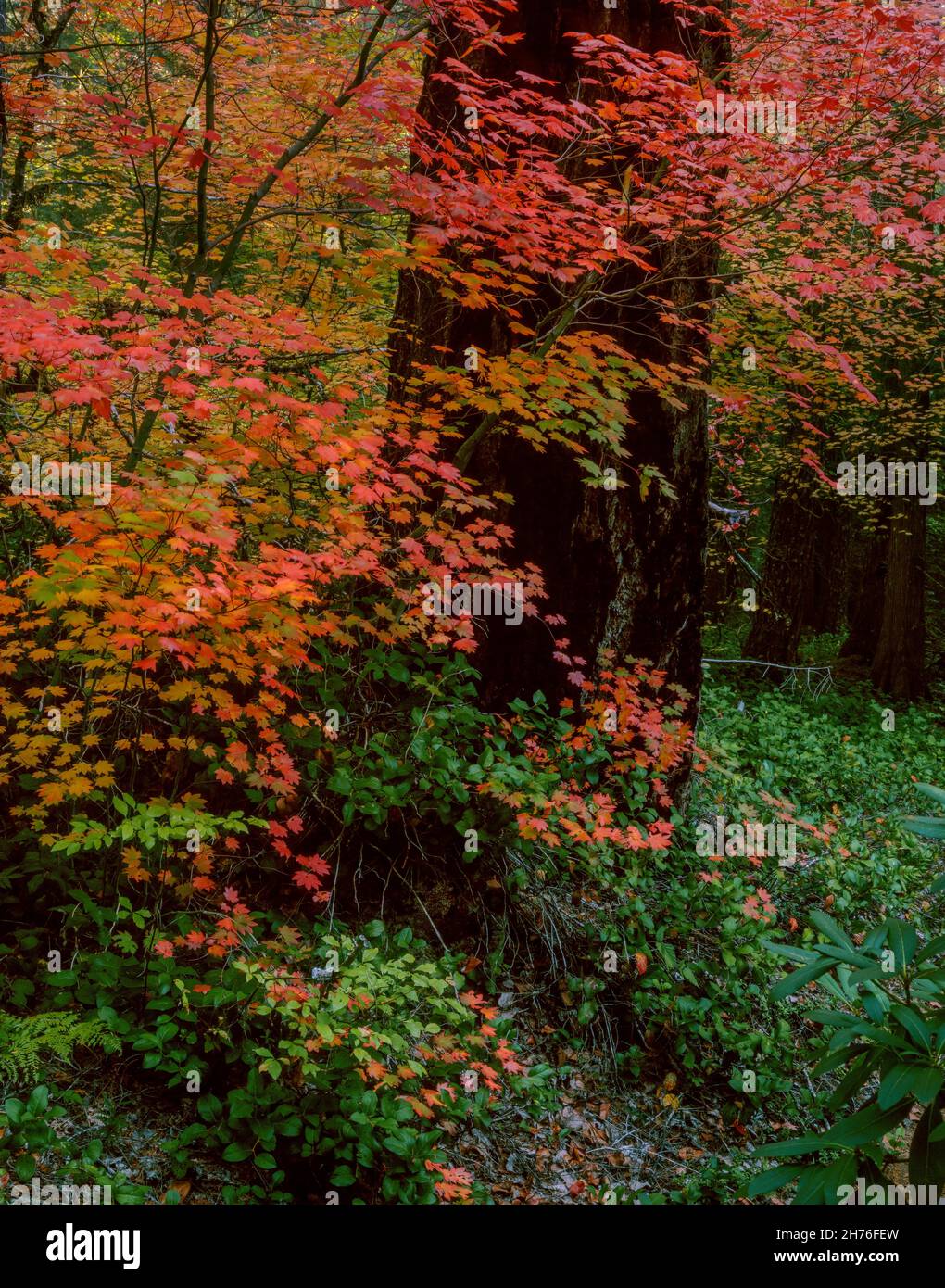 Umpqua national forest hi-res stock photography and images - Alamy