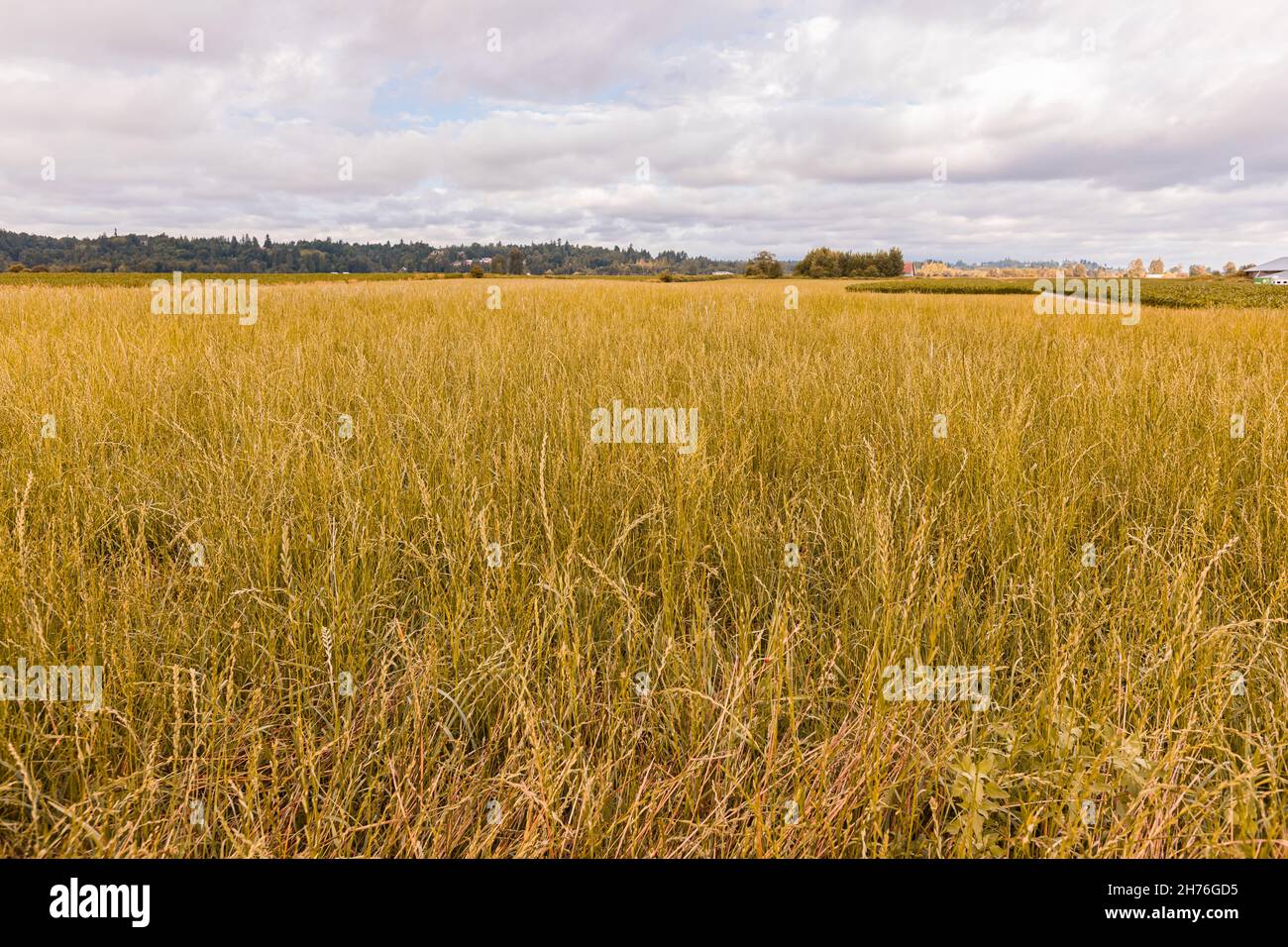 Canada farmer corn field hi-res stock photography and images - Alamy