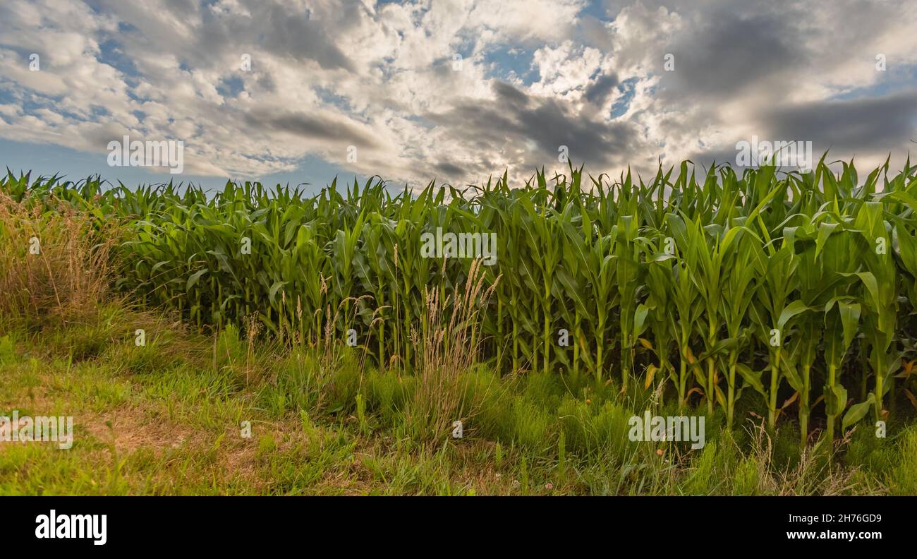 Full grown corn hi-res stock photography and images - Alamy