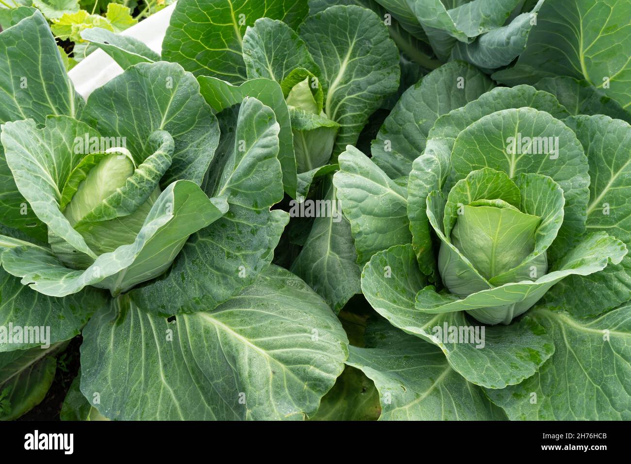 Three heads of early white cabbage of the Tochka variety have ripened ...