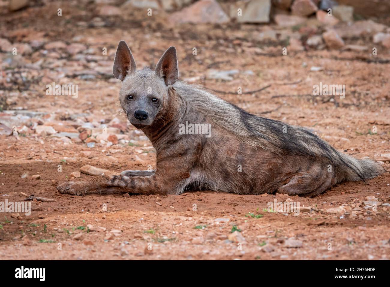 Striped hyena portrait during outdoor jungle safari in forest of ...