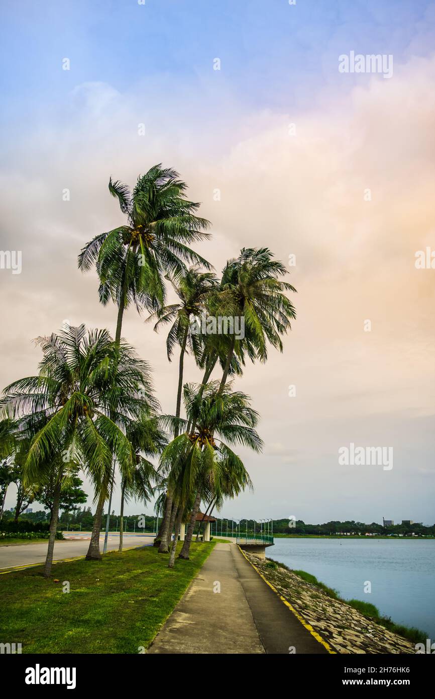 Coconut tree facing the sea side with pathway in between Stock Photo ...