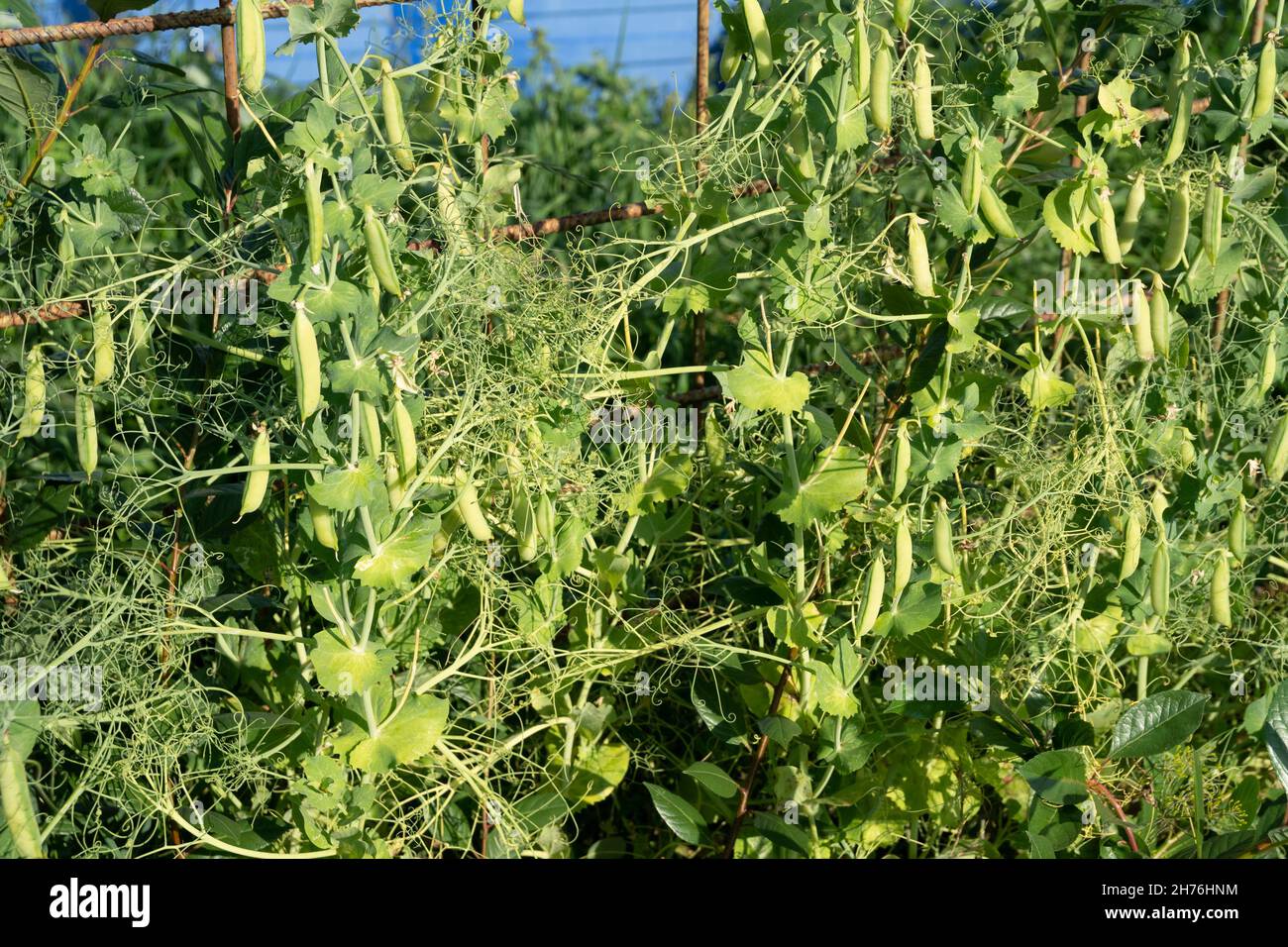 Vegetable edible podded pea winding with a lush leaf tendril on a ...