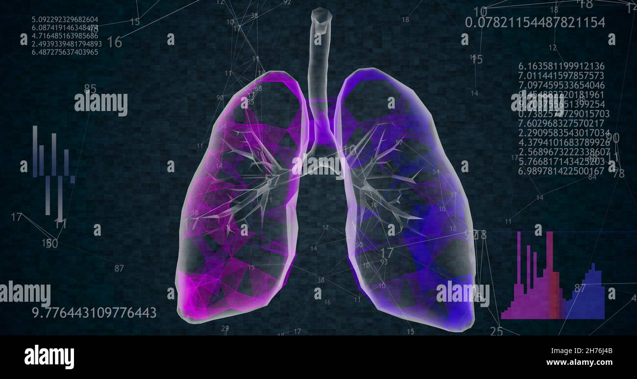Rotating 360 low polygonal lungs 3D model on black background with ...