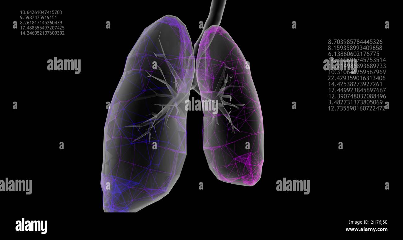 Rotating 360 low polygonal lungs 3D model on black background with ...
