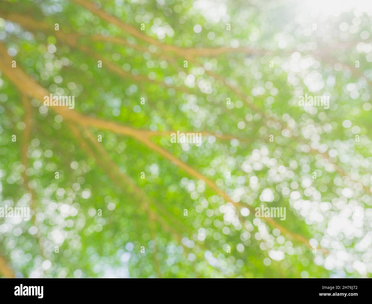 Abstract blurred green nature background with bokeh, natural sunlight, view from under the tree ...
