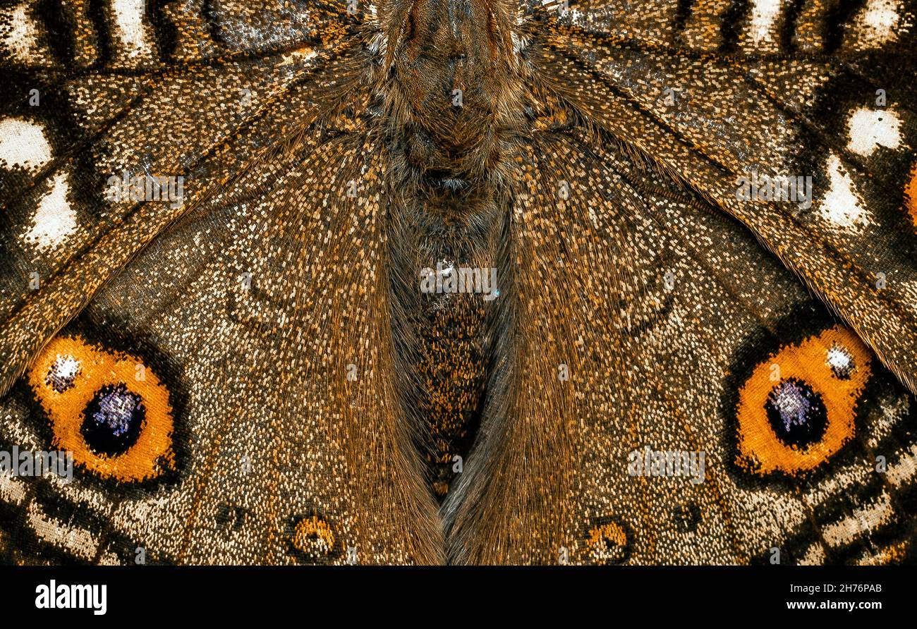 Butterfly Wing Pattern Stock Photo - Alamy