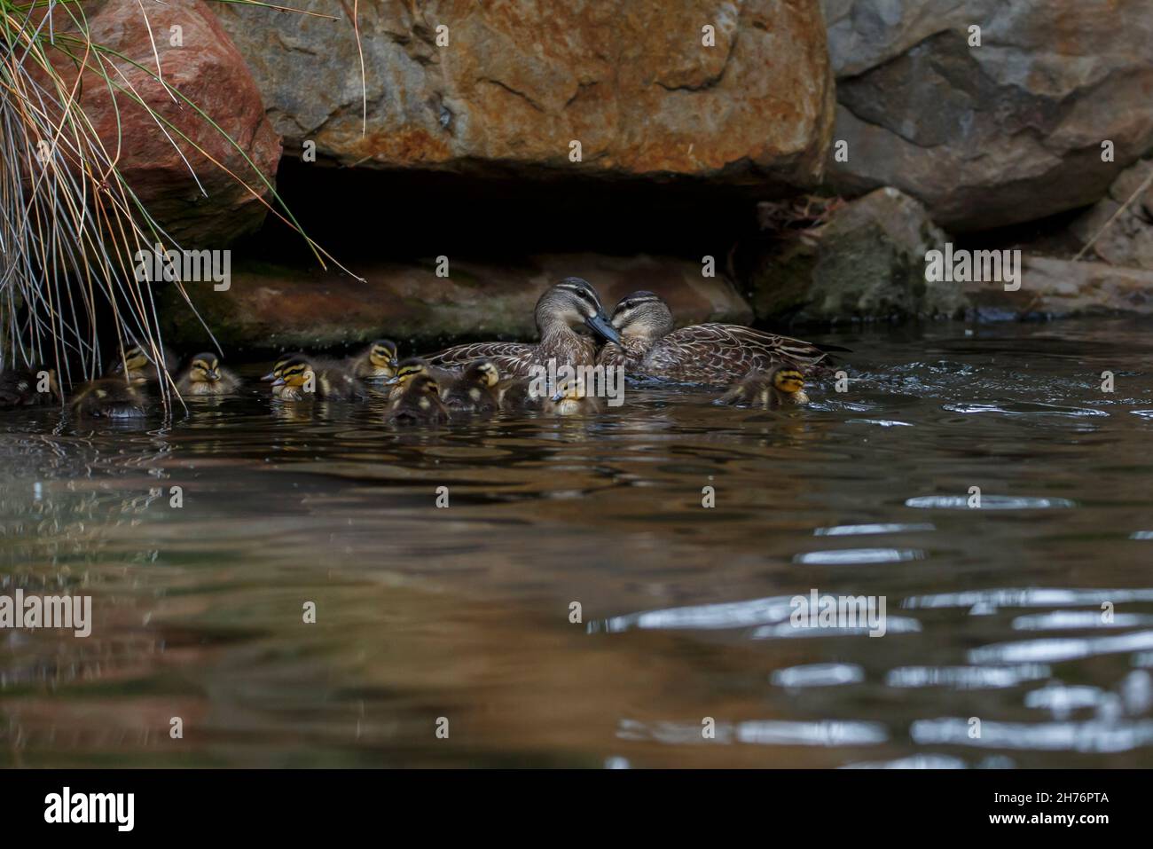 Animals making love hi-res stock photography and images - Alamy