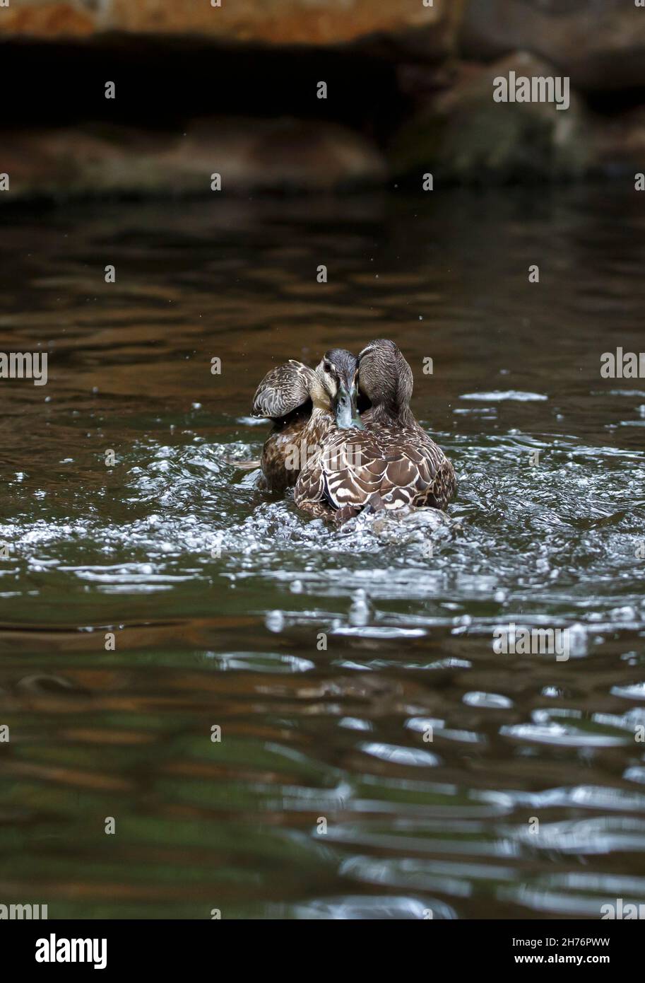 Australian ducks in a pond hi-res stock photography and images - Alamy