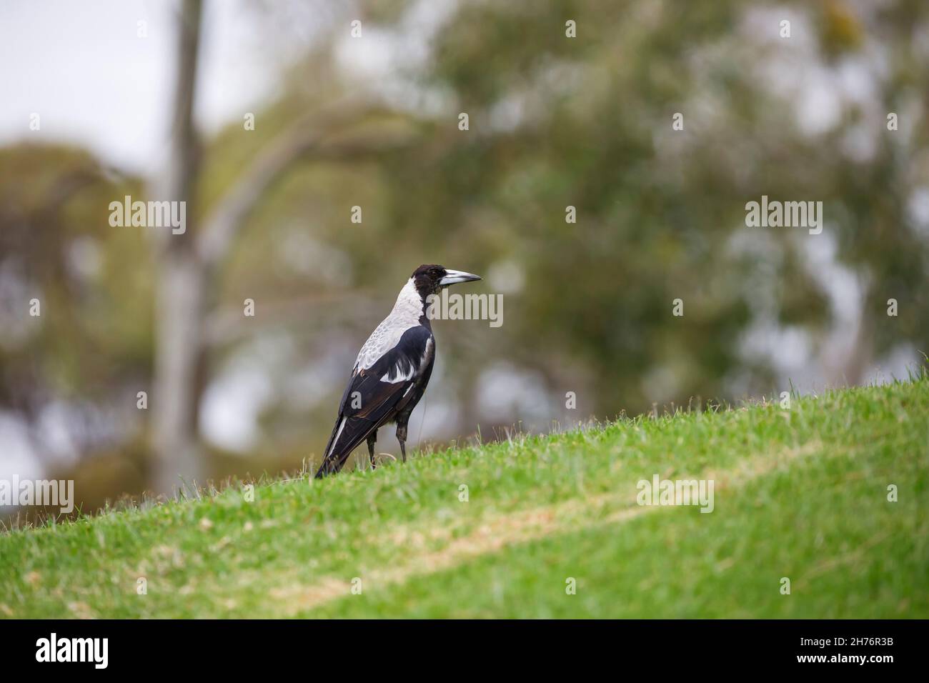 Australian native magpie hi-res stock photography and images - Alamy