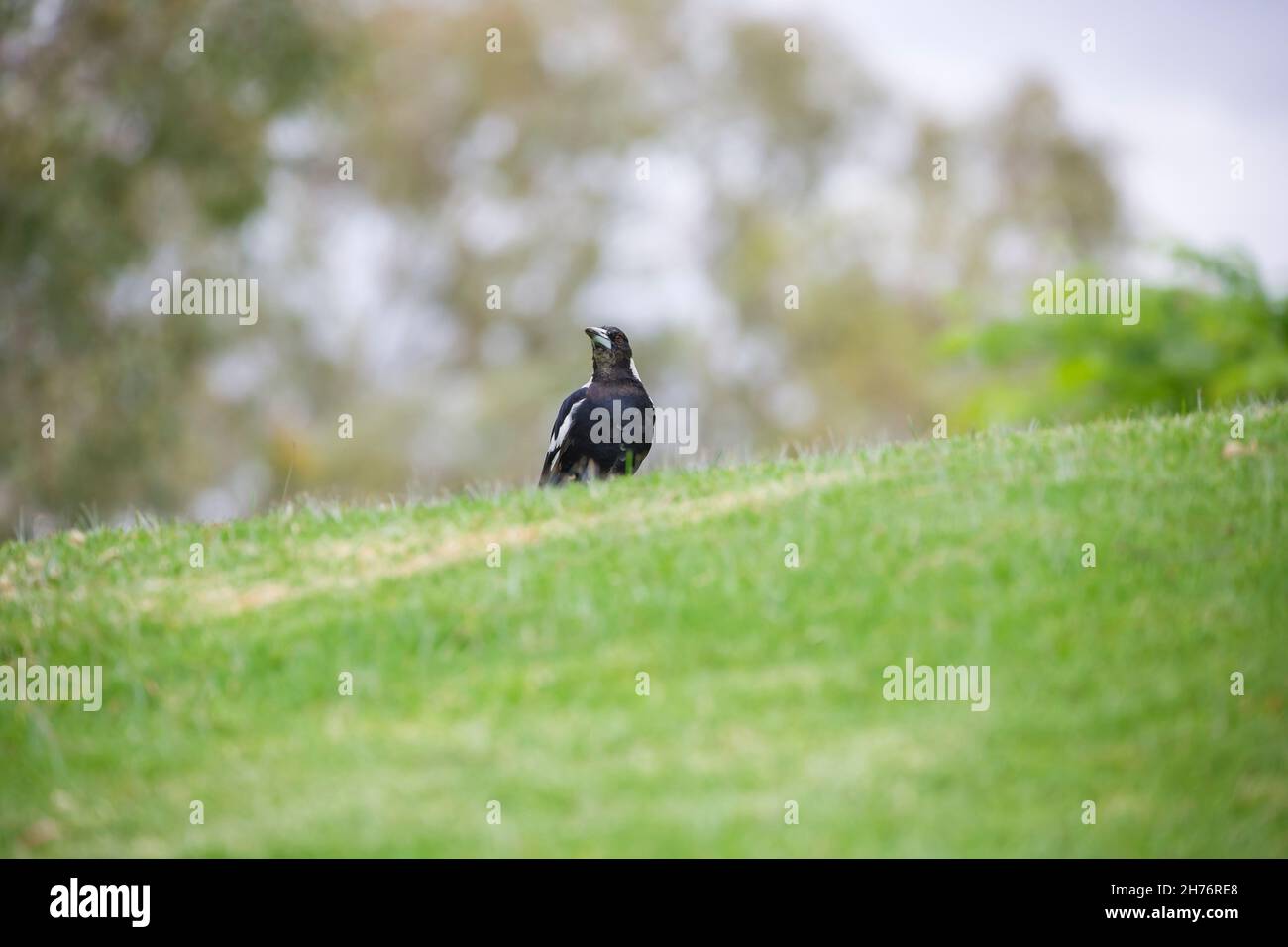 Magpies feeding hi-res stock photography and images - Alamy