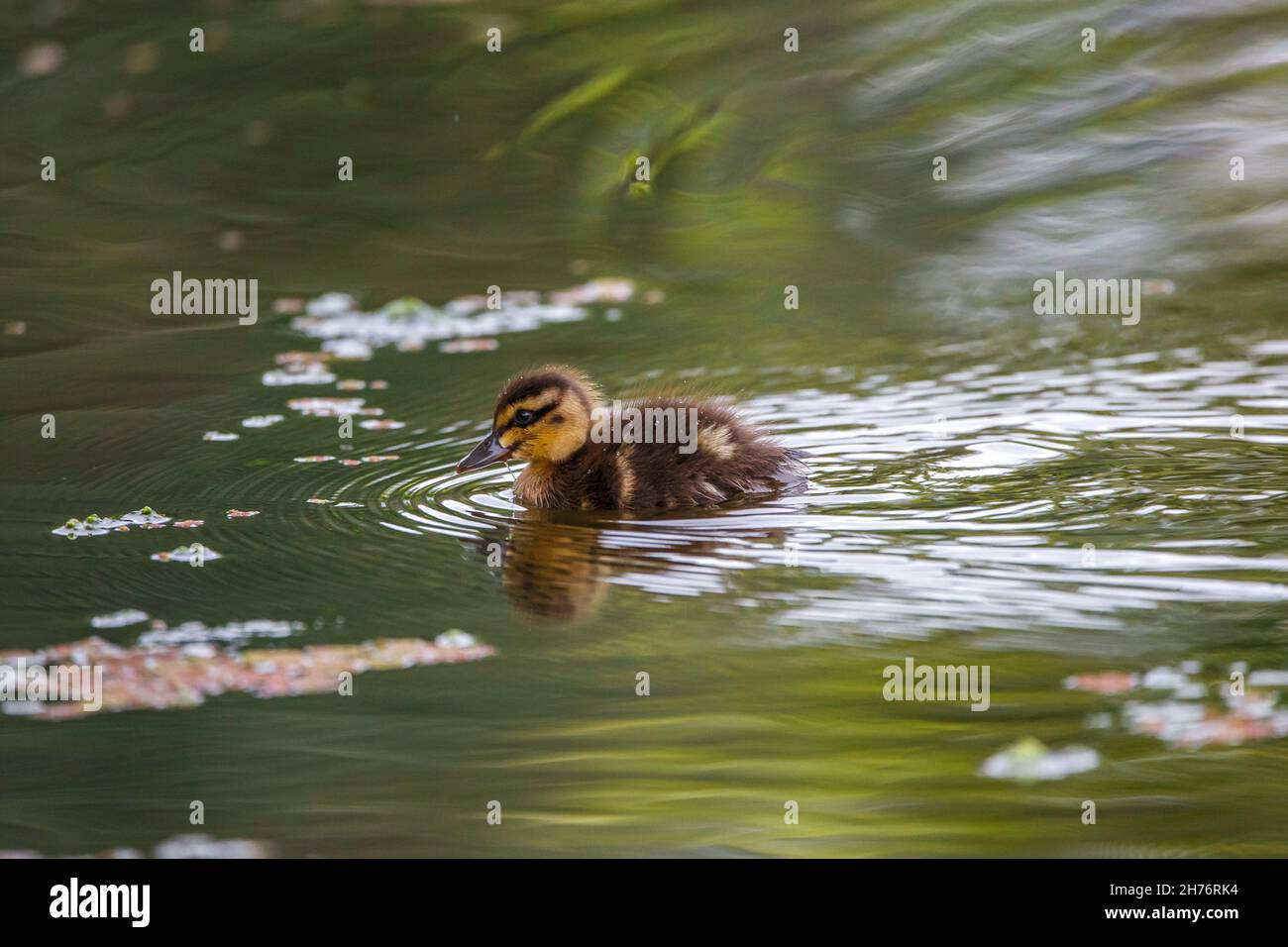 Black duckling hi-res stock photography and images - Alamy