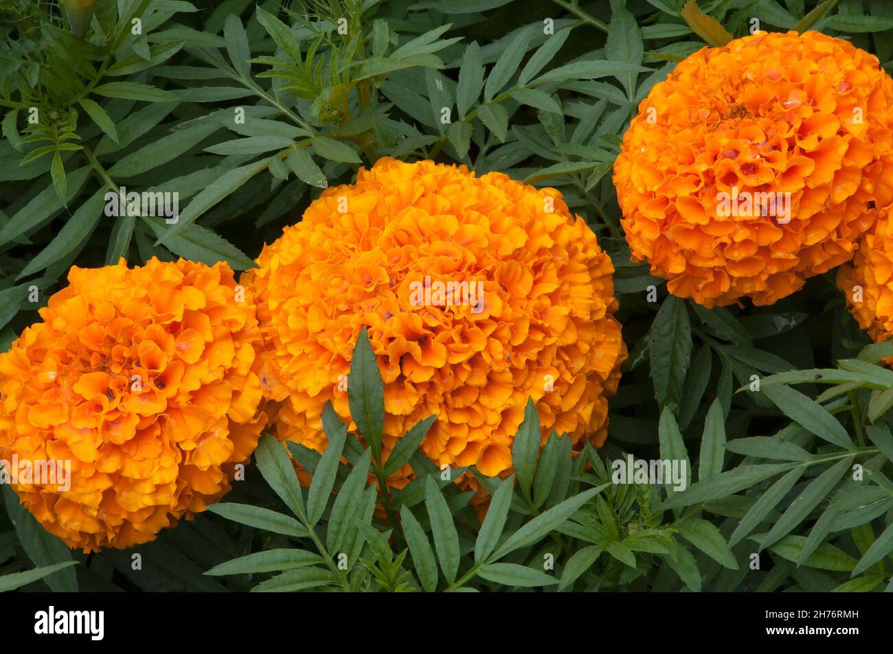 Sydney Australia, orange flowers of a marigold plant Stock Photo - Alamy