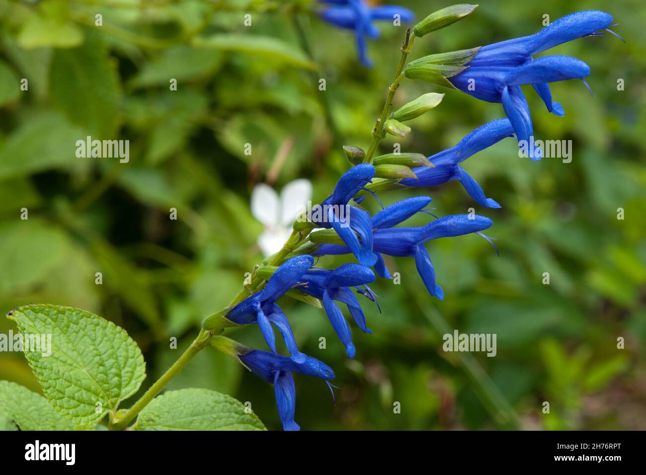 Sydney Australia, flower stem of a Salvia guaranitica ''Blue Enigma ...