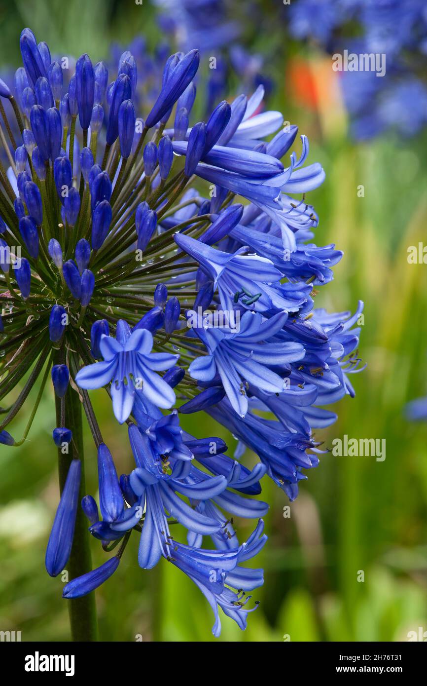 Sydney Australia, purple flower ball of a Agapanthus or lily of the ...